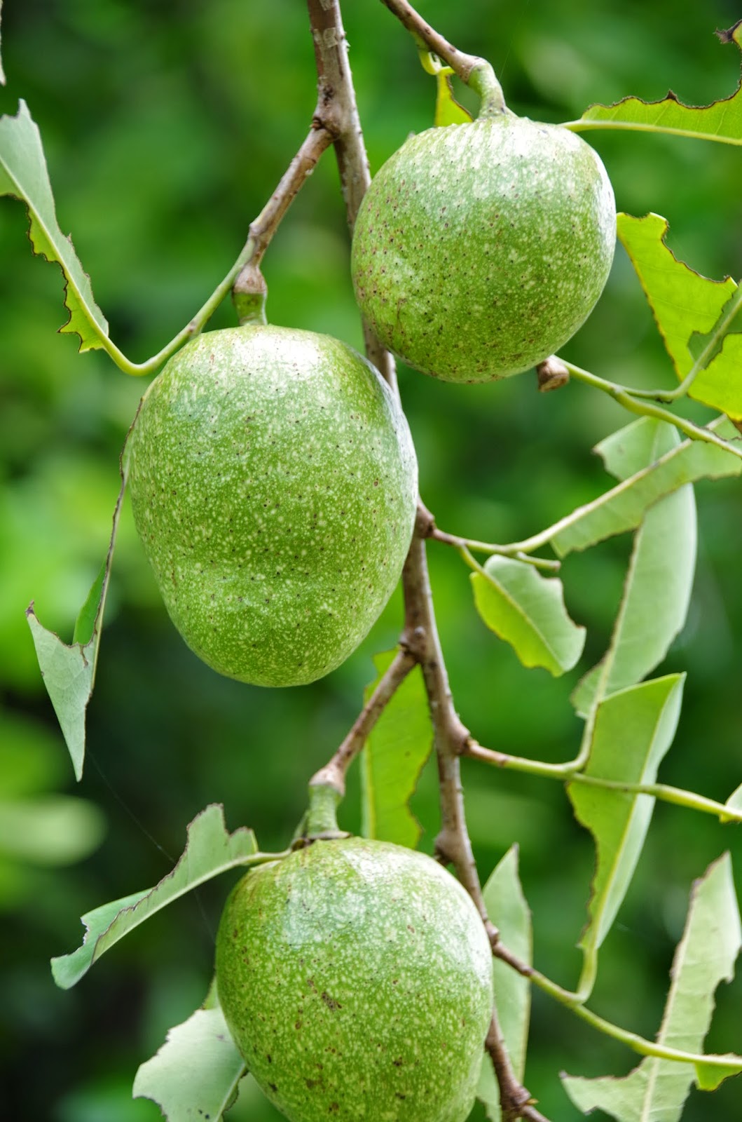 Trees and Plants: Monkey Apple