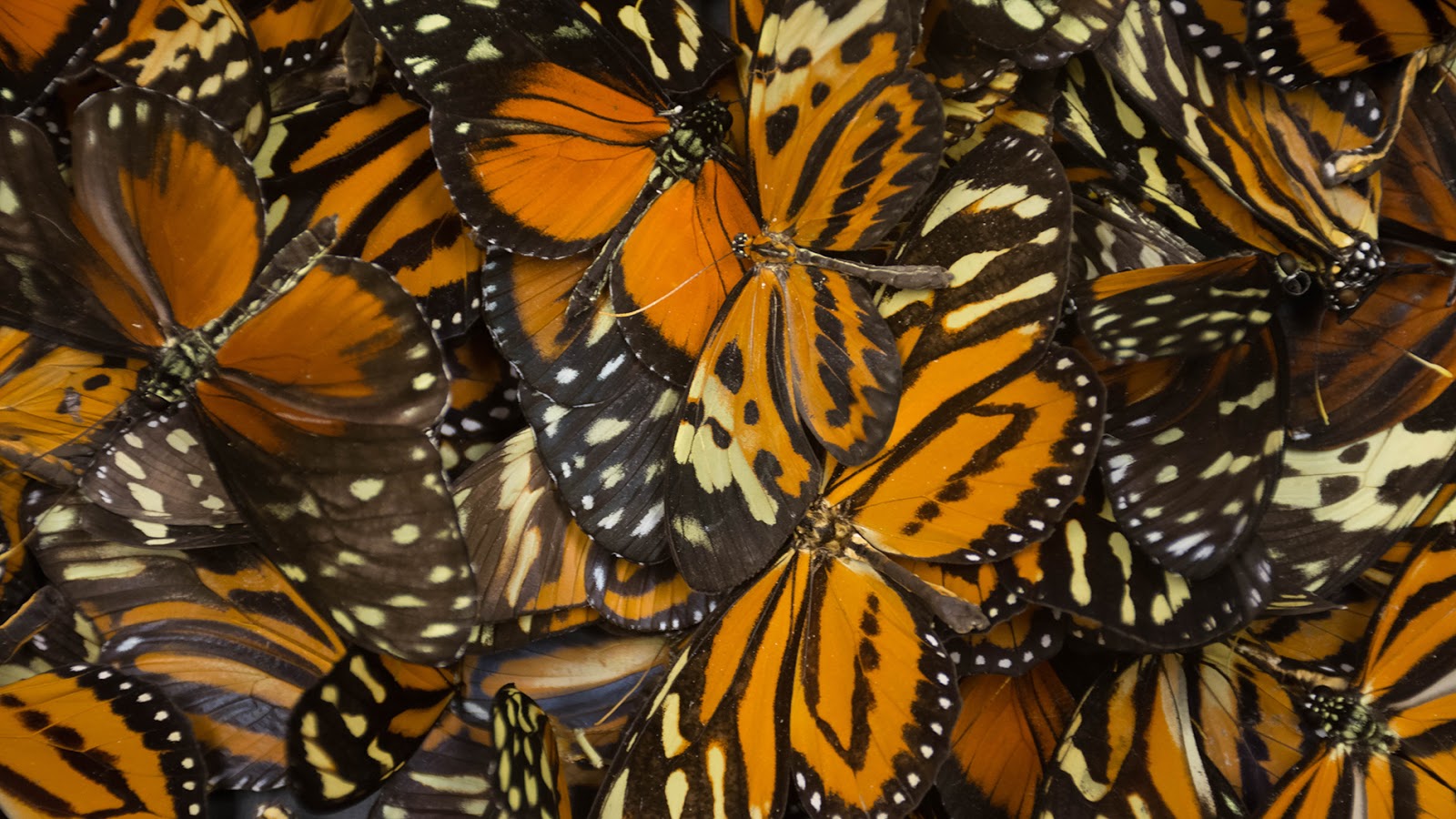 Pacific Science Center Life Sciences: Look--It’s Another Tiger Wing ...