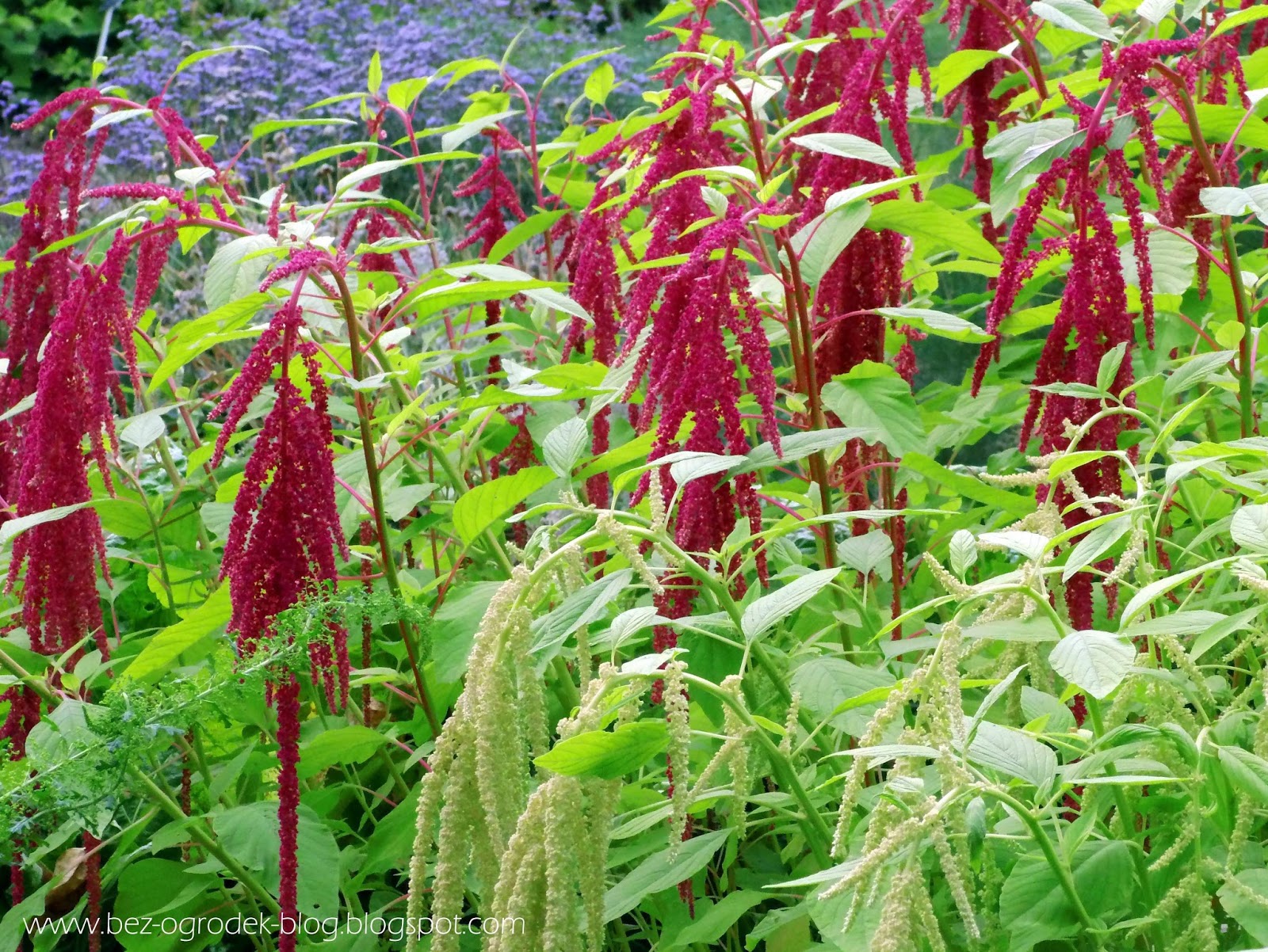 Amarantus czyli szarłat: z ogrodu do kuchni | BEZ OGRÓDEK | blog ogrodniczy