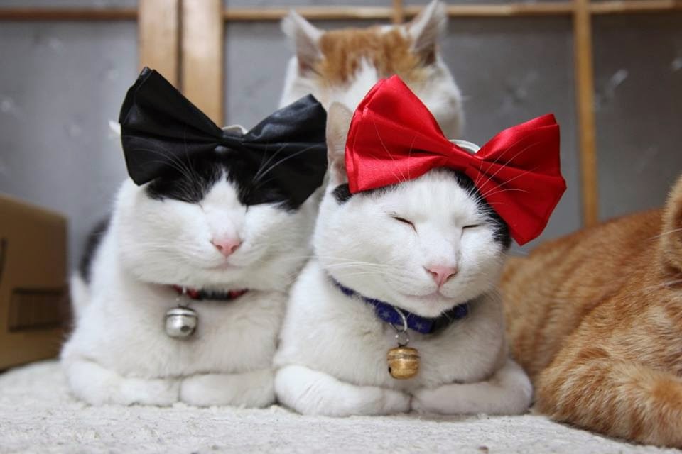 Shiro: Kucing Cupu Tamiya shiro endut