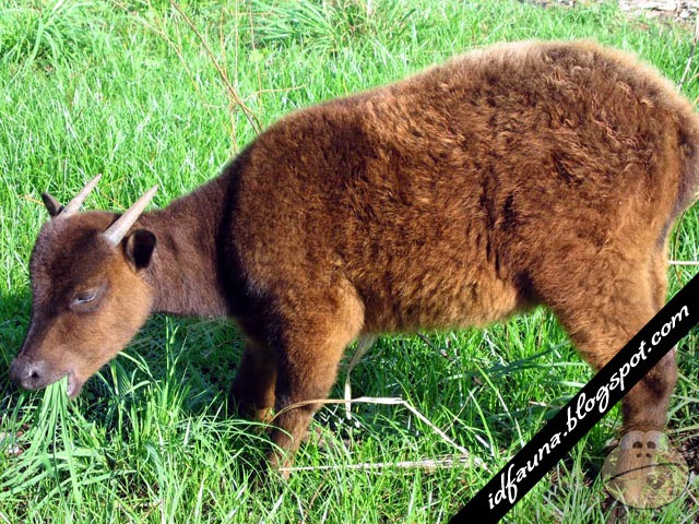 Anoa Pegunungan, Binatang Khas Sulawesi | ID Fauna