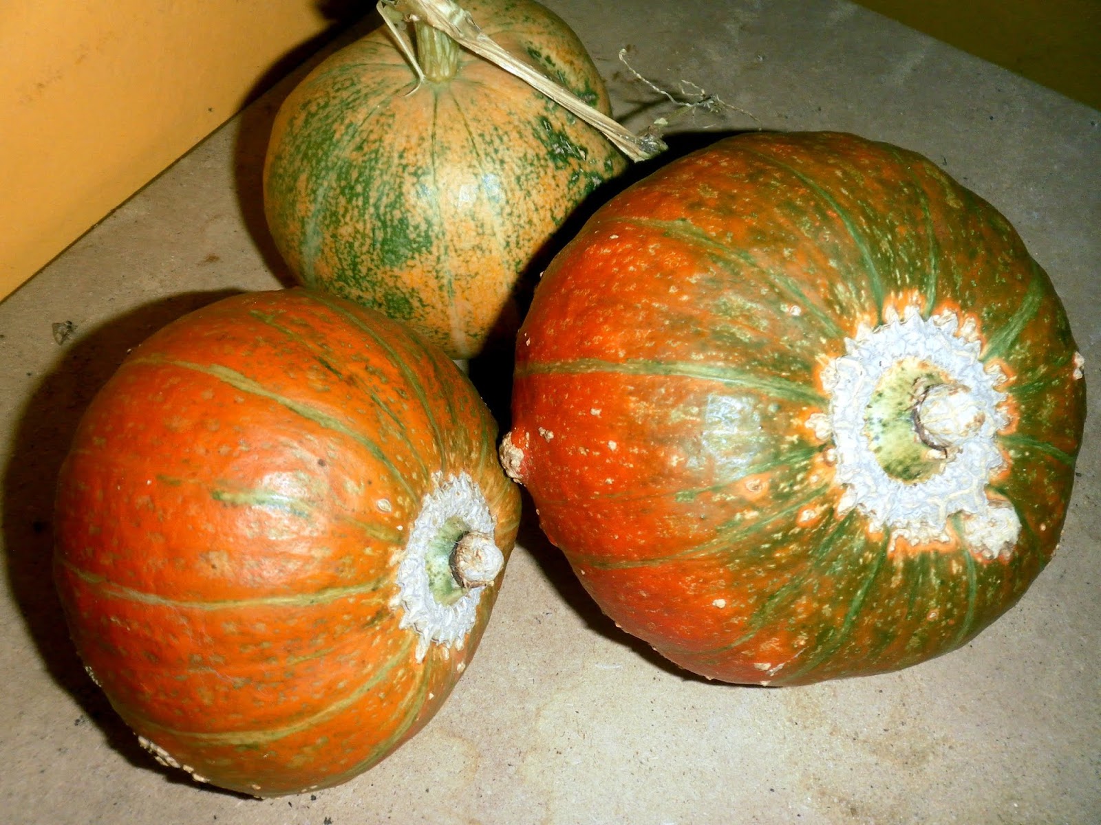 Scirpidiella's Plants: Wild squash species (Cucurbita sp. div.)