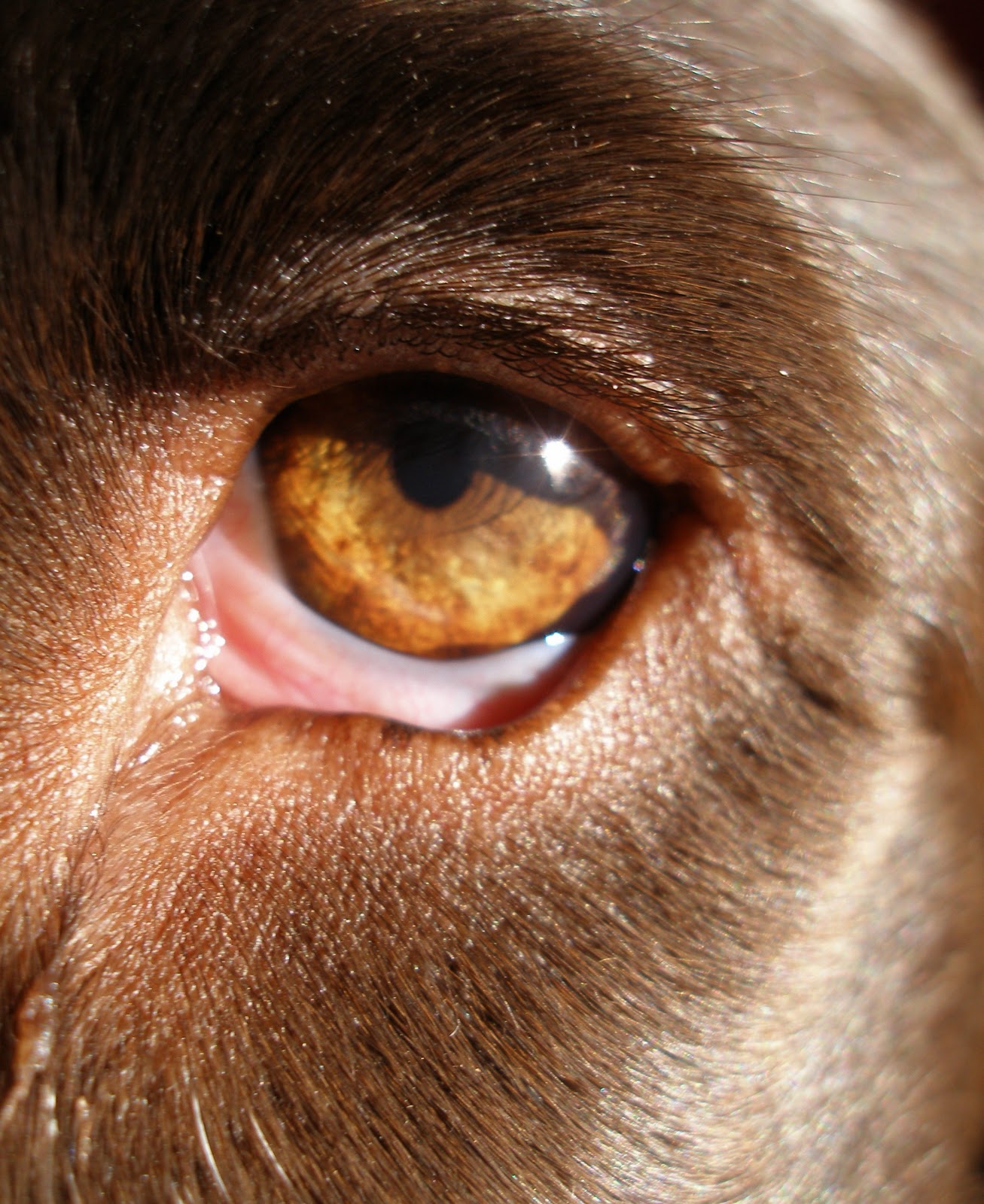 All Things Made New: Animals in heaven