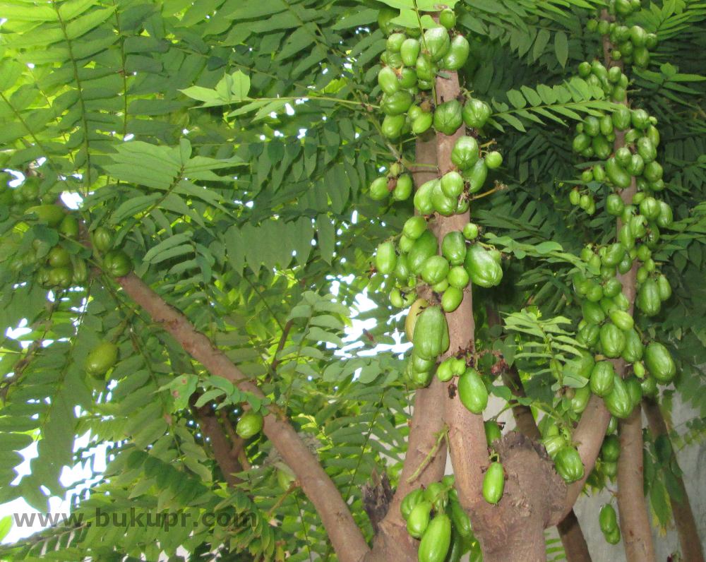 Belimbing Wuluh sebagai Produk Unggulan: Belimbing Wuluh sebagai Produk ...