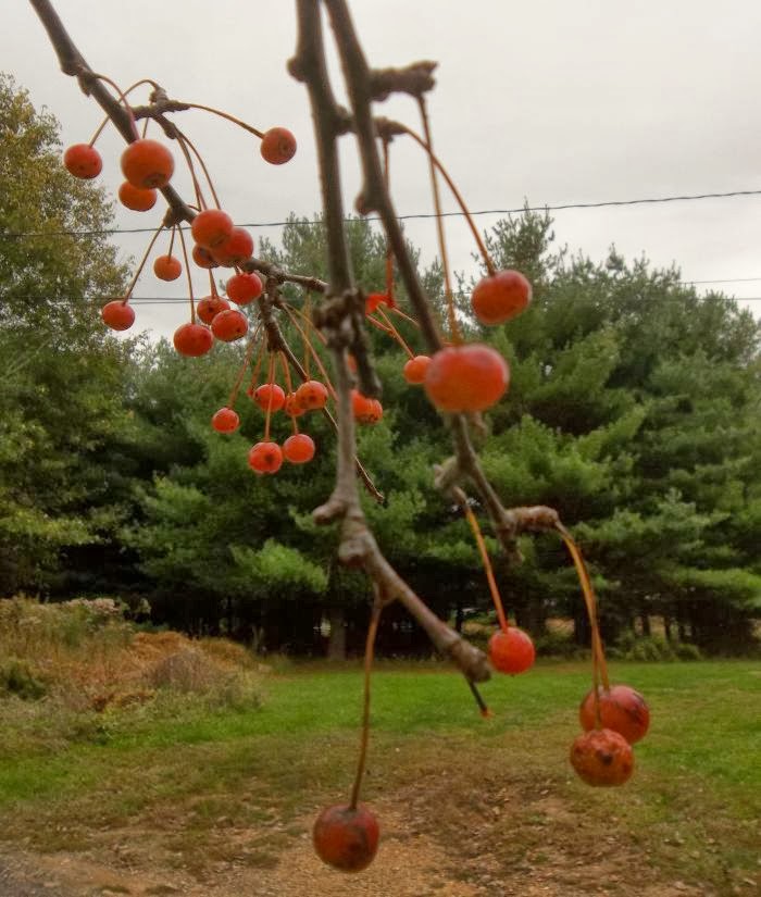 Future Plants by Randy Stewart: Crabapples and Apples - The Malus family
