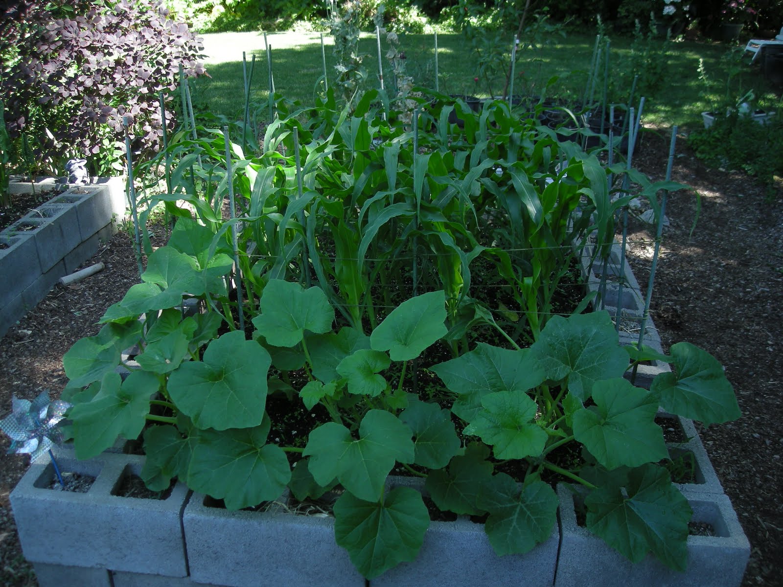 Laure's Gardens: Corn Lodging in the Home Garden