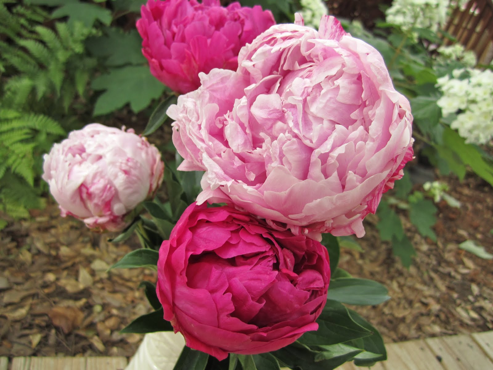 Crafty Couture: Pink Peonies