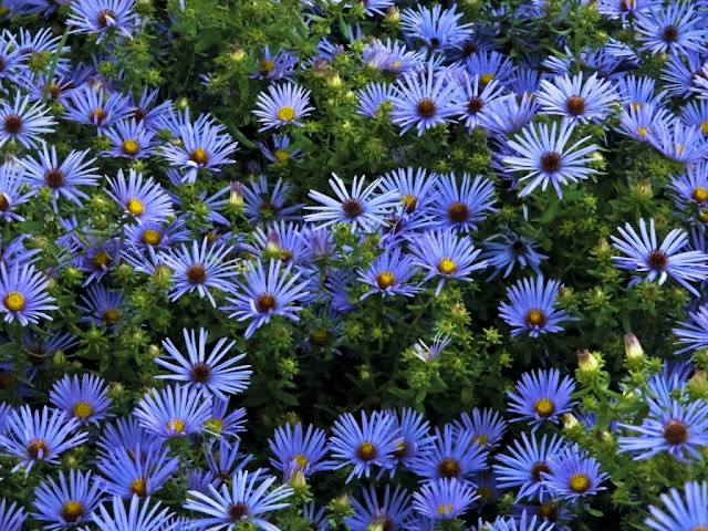 FLOR DO DIA - ÁSTER