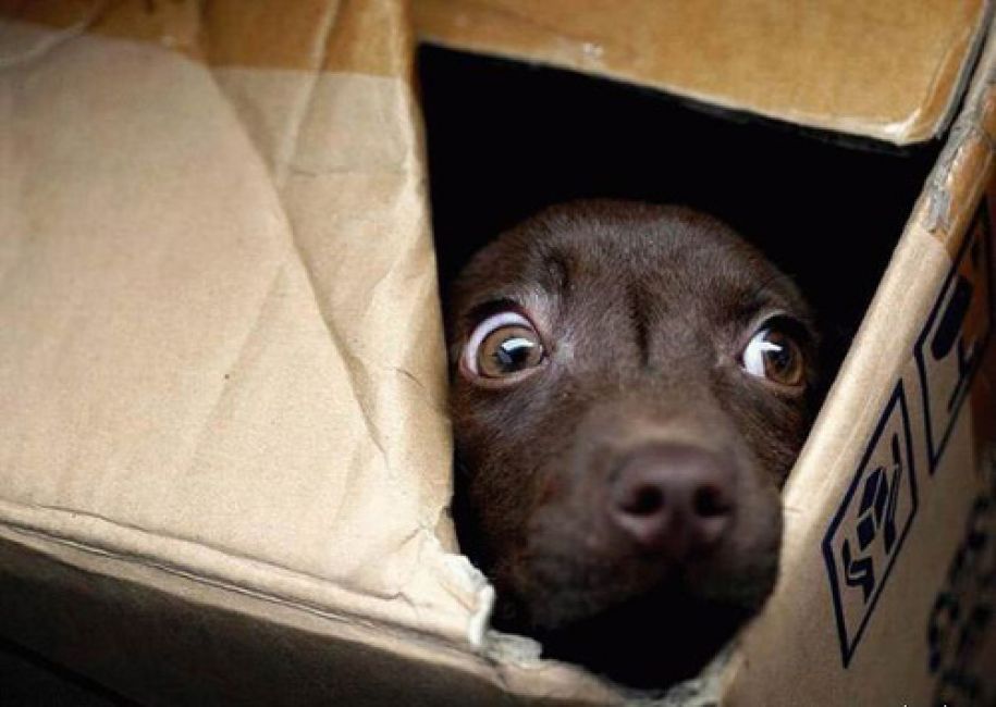 NUNCAJAMAS COCKER: ¿ES TÍMIDO TU PERRO?