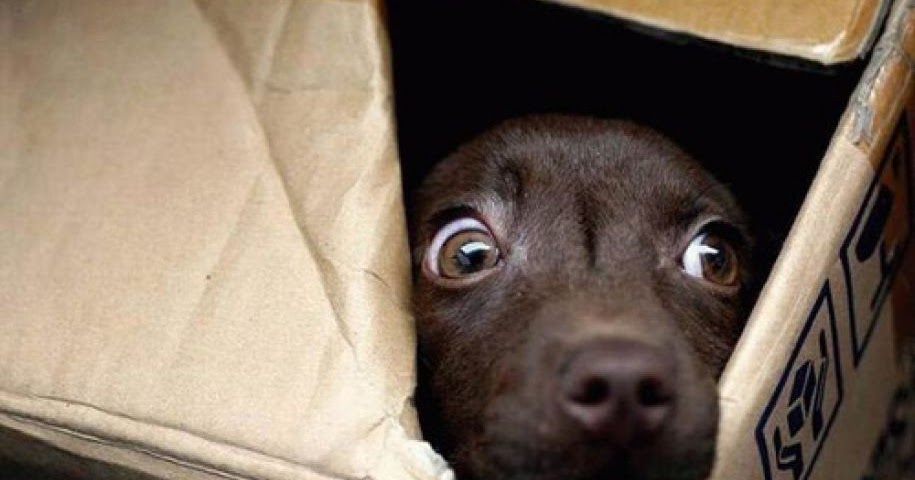 NUNCAJAMAS COCKER: ¿ES TÍMIDO TU PERRO?