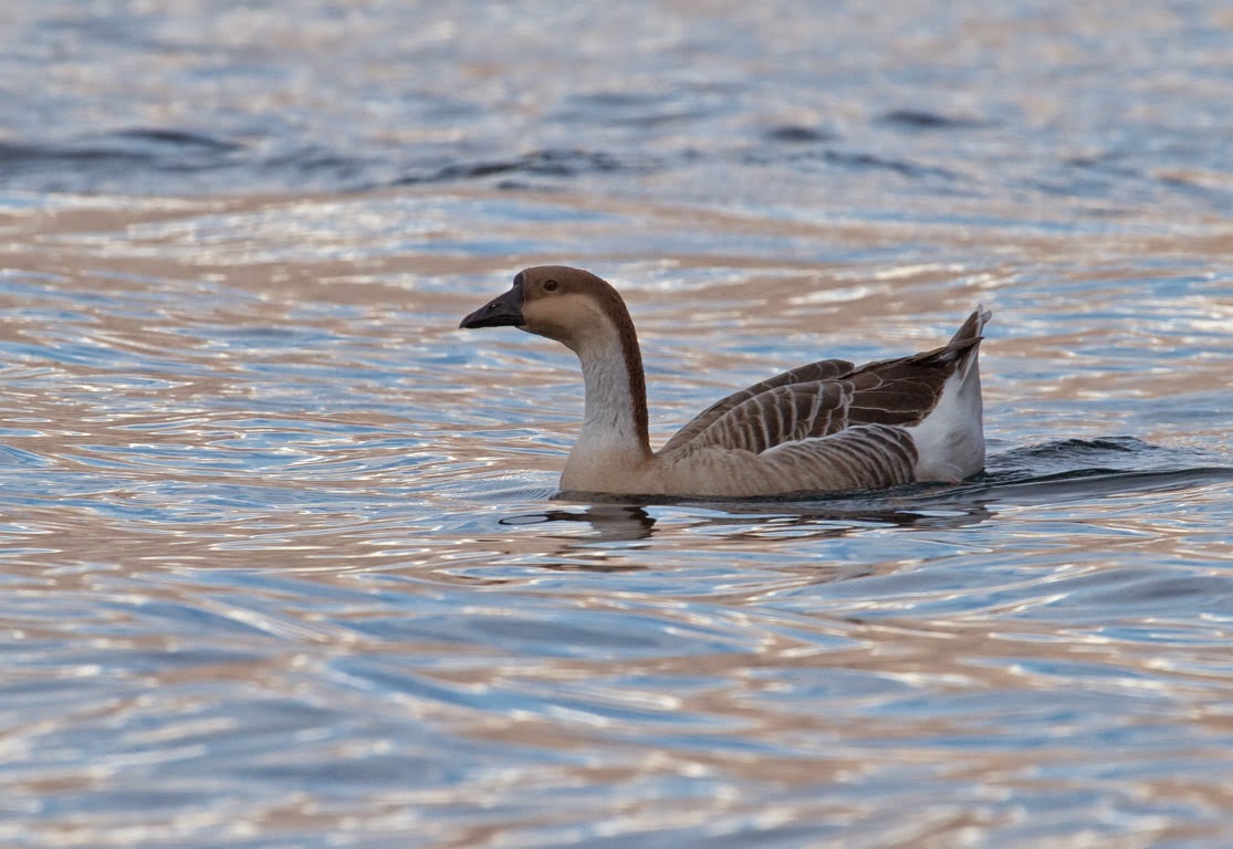 C.R.O.S. Varenna: Oca cigno