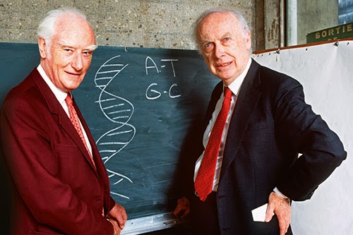 CURIOSIDADES CIENTÍFICAS : WATSON y CRICK. Una escalera hacia el cielo.