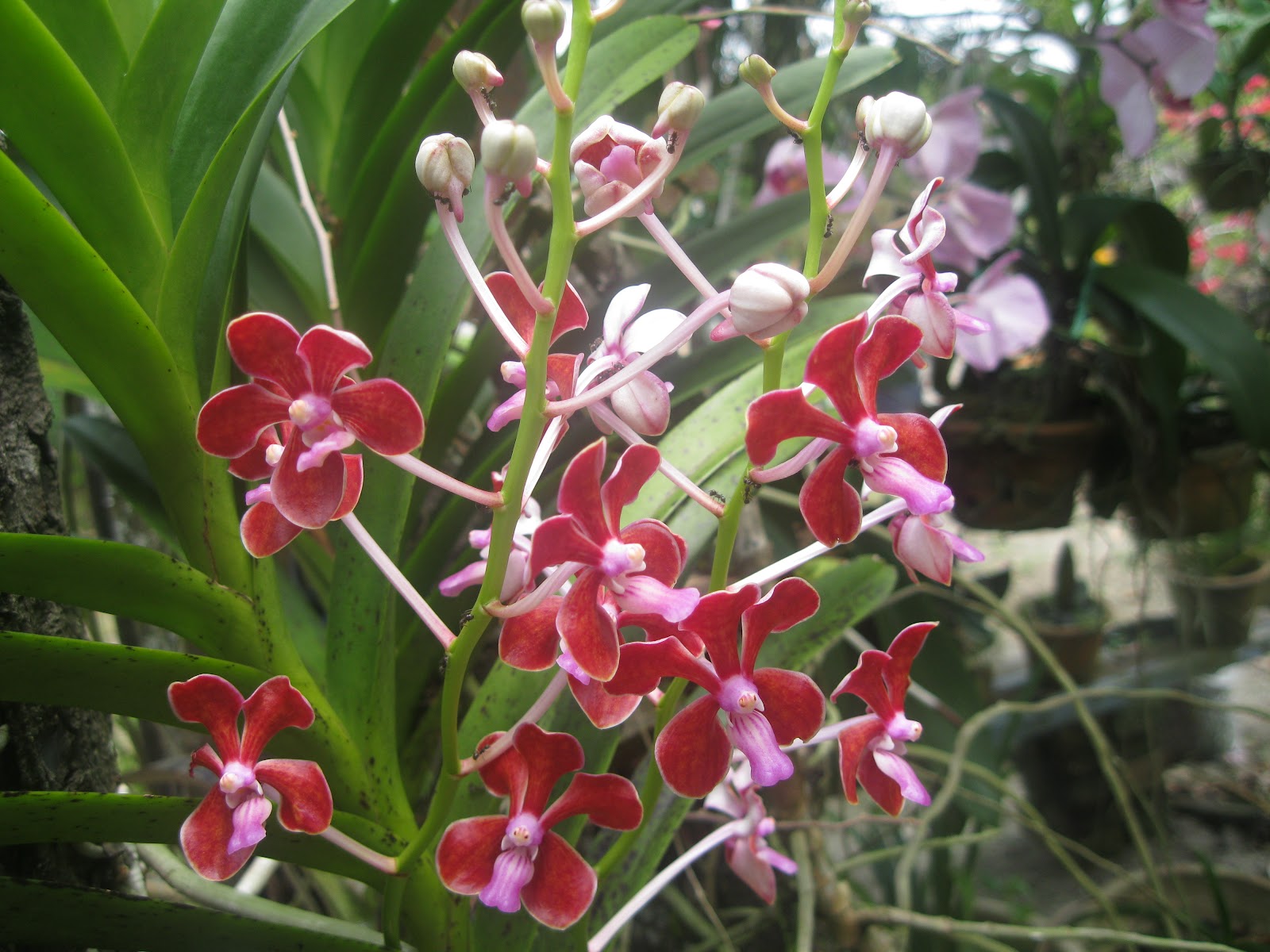 Sekadar coretan buat kenangan: ORKID BARU...