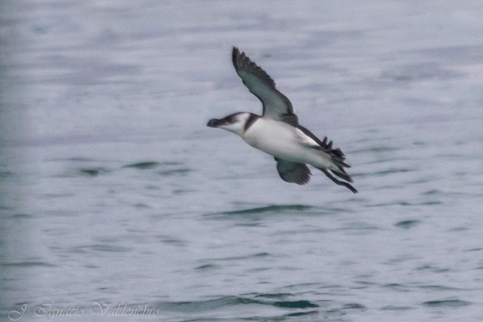 DocNatureBlog: El pingüino europeo. Alca Común (Alca torda). Alca Monxa.