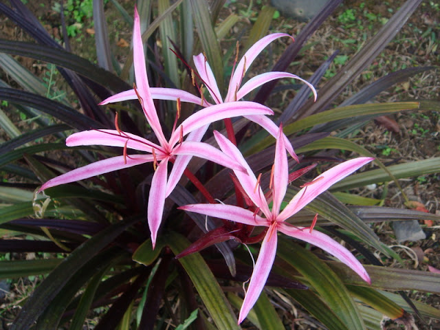 Crinum 'Menehune' - O Crino Anão Roxo | CirculodoVerde