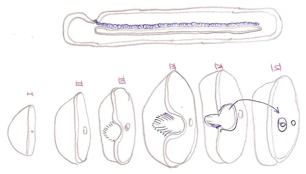 Βιοςλογος: Filo: CHORDATA → chorda = cordão