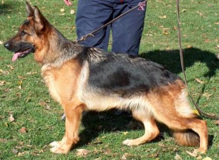 Shorthair German Shepherd | Dog German Shepherds