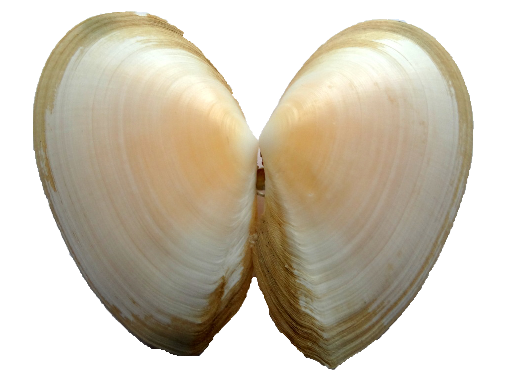 PETXINES: (Tellina planata)