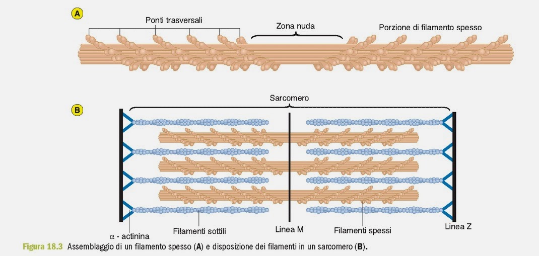 Nutrizione essenziale: Il Muscolo e in particolare ;Corrispondenza fra ...