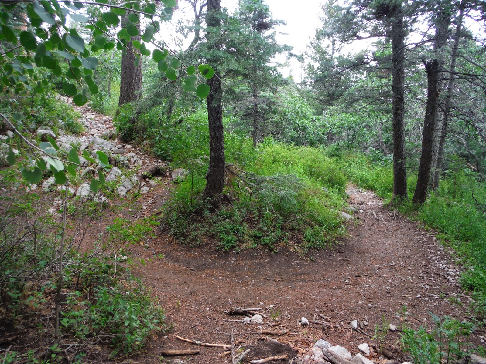 Enchanting Eats and Feats: Tree Spring Trail, Mid Julty