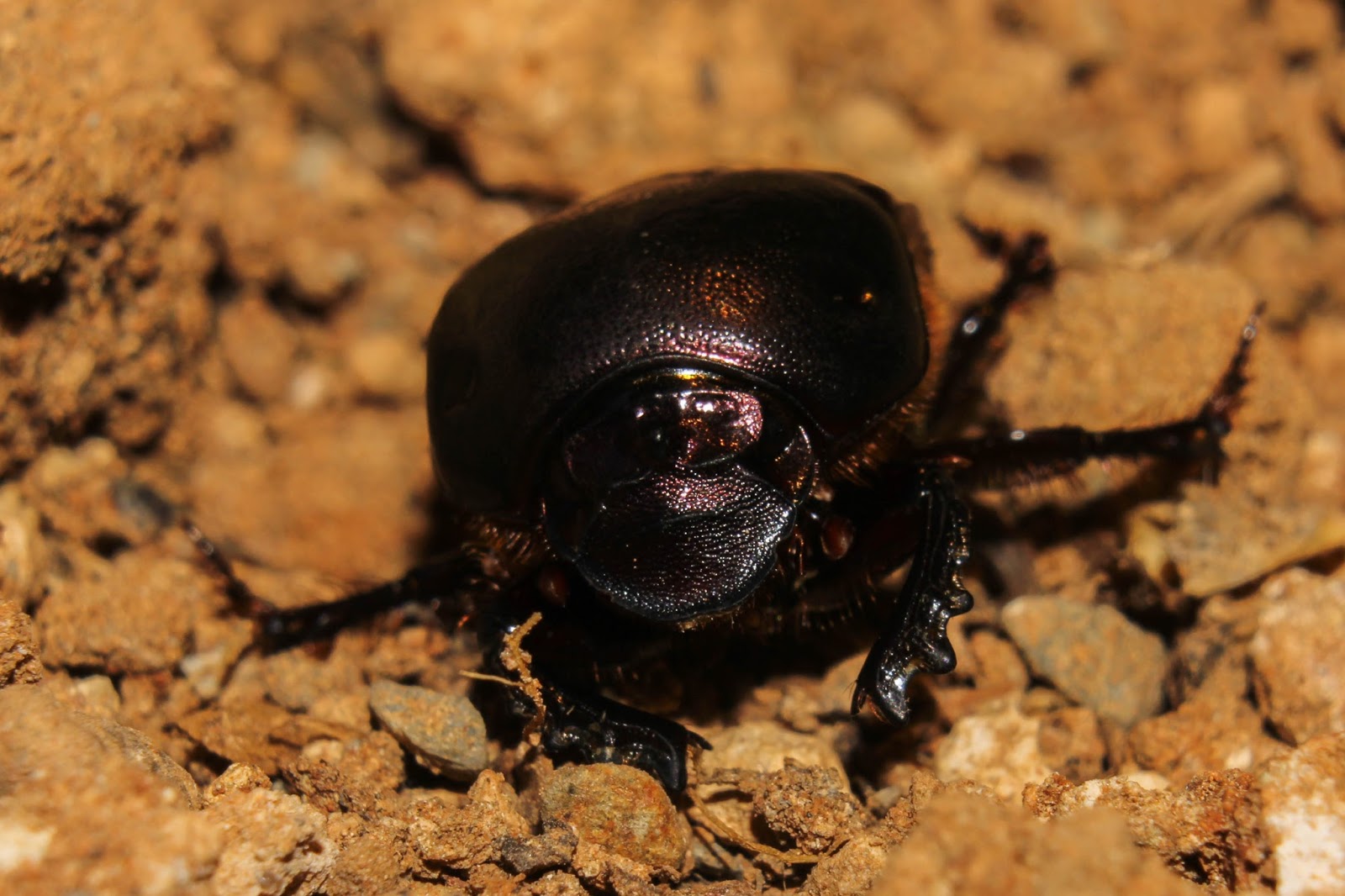 Biodiversity of Cyprus by NGO Protection of the Natural Heritage and ...