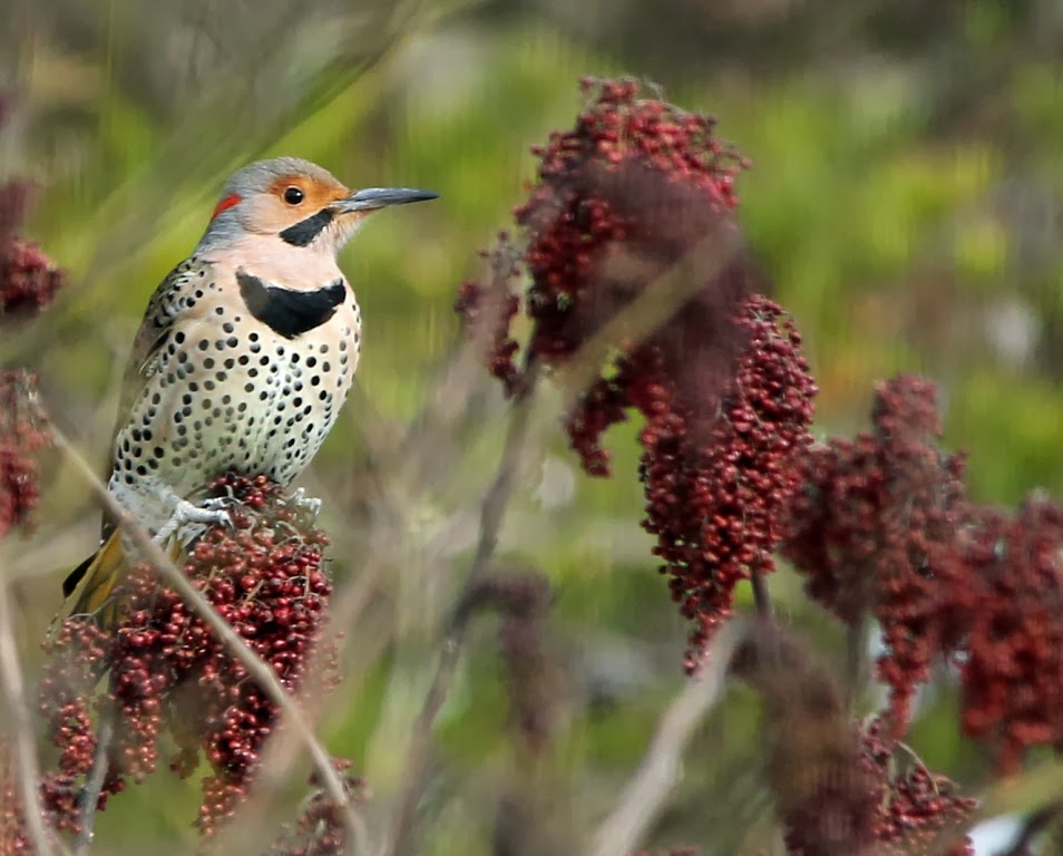 Ohio Birds and Biodiversity: Bird food: It doesn't just come in bags