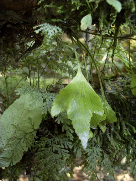 Laboratorio de Biodiversidad y Ecología del Dosel: Flora del dosel