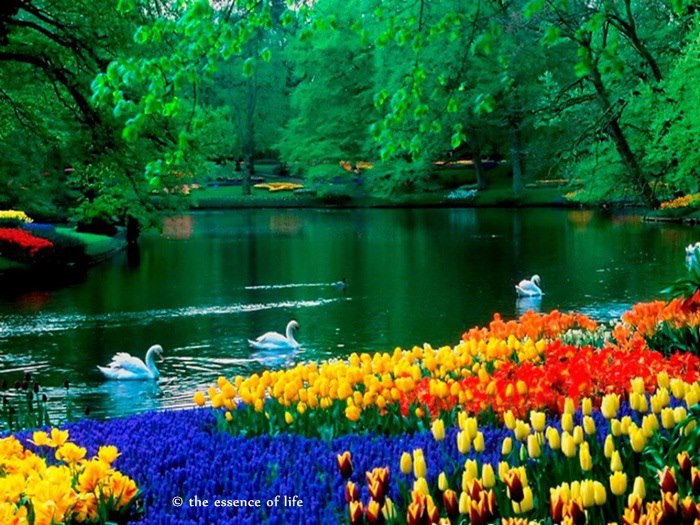 Ide 39+ Wallpaper Taman Bunga Terindah Di Dunia