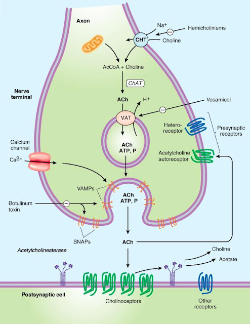 Cholinergic Transmission ~ Drugs & Therapeutics