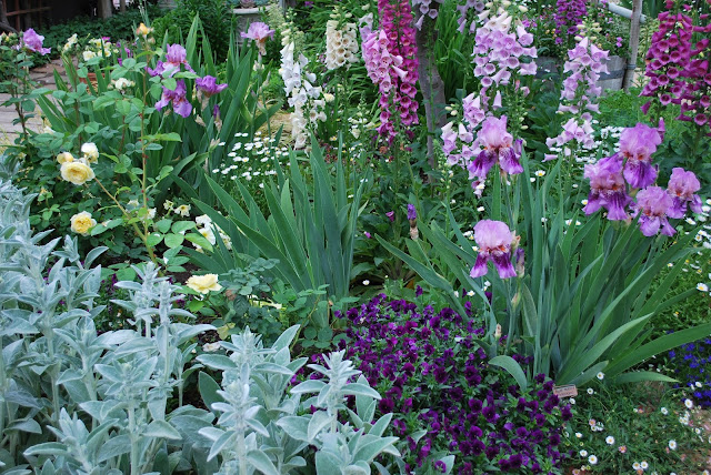World of Irises: Orchid-Colored Irises in My Garden