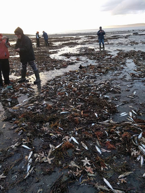 The Big Wobble : After hundreds of thousands of marine life died in ...