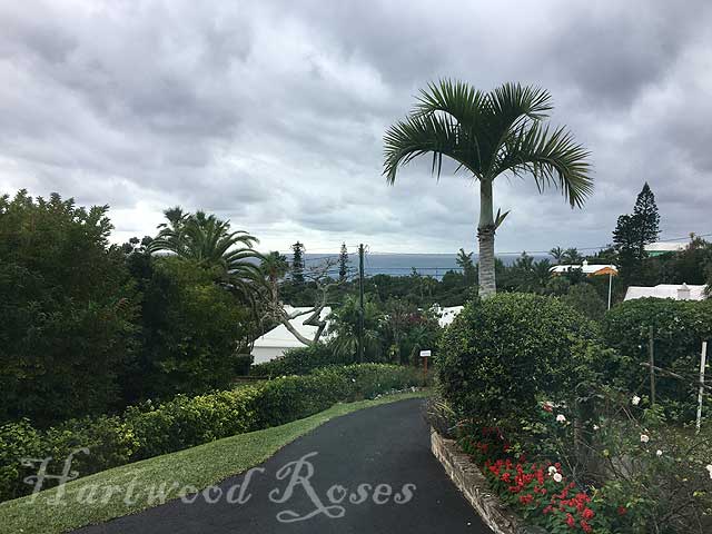 Hartwood Roses: Beautiful Bermuda