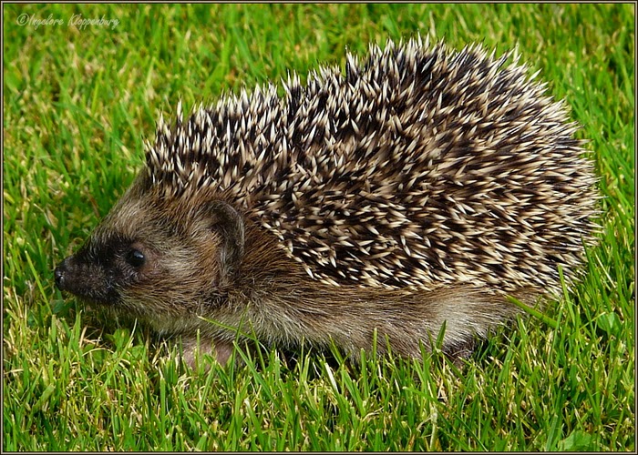 Hayal Kahvem: Hayvanlar Ve Edebiyat -3- KİRPİ