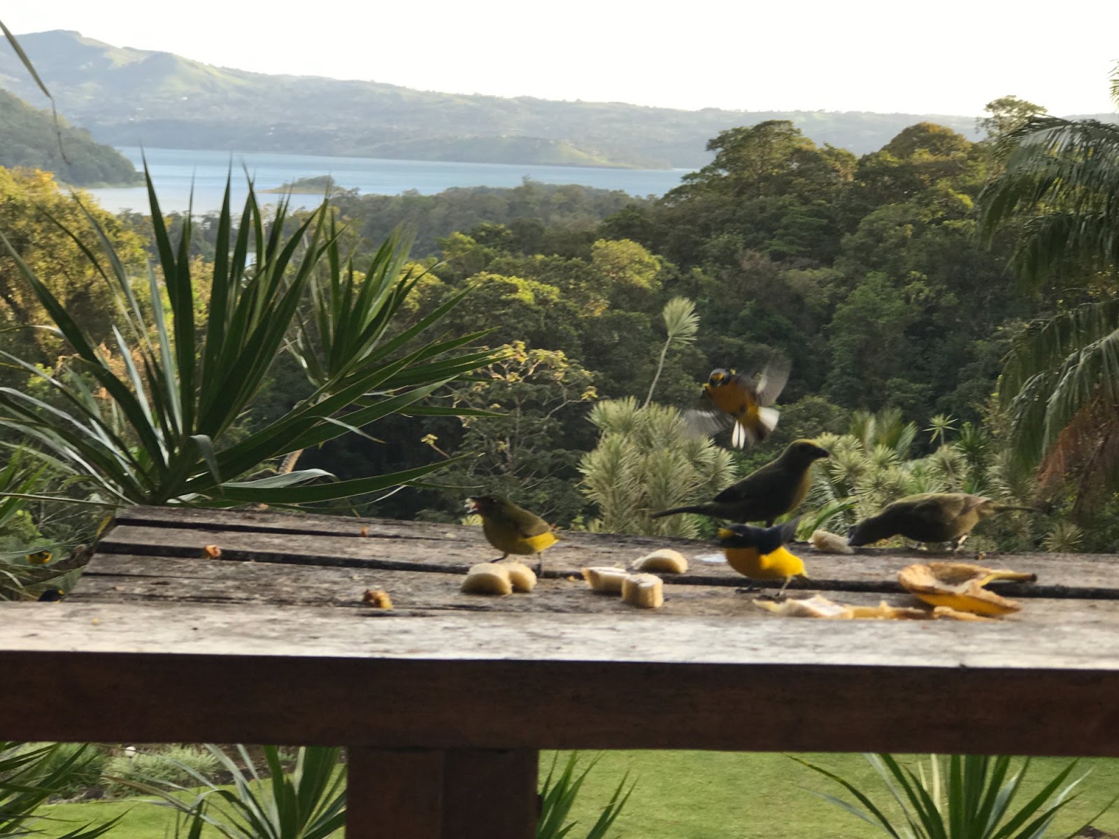 Hotel la Rana de Arenal