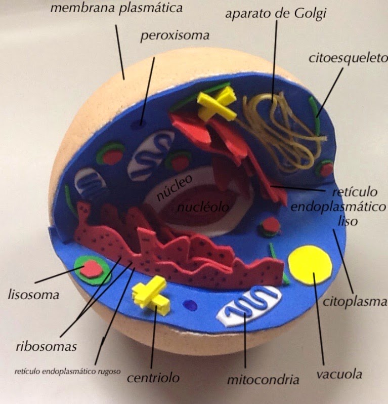 Bioalauda 4°ESO: Maquetas de estructuras celulares