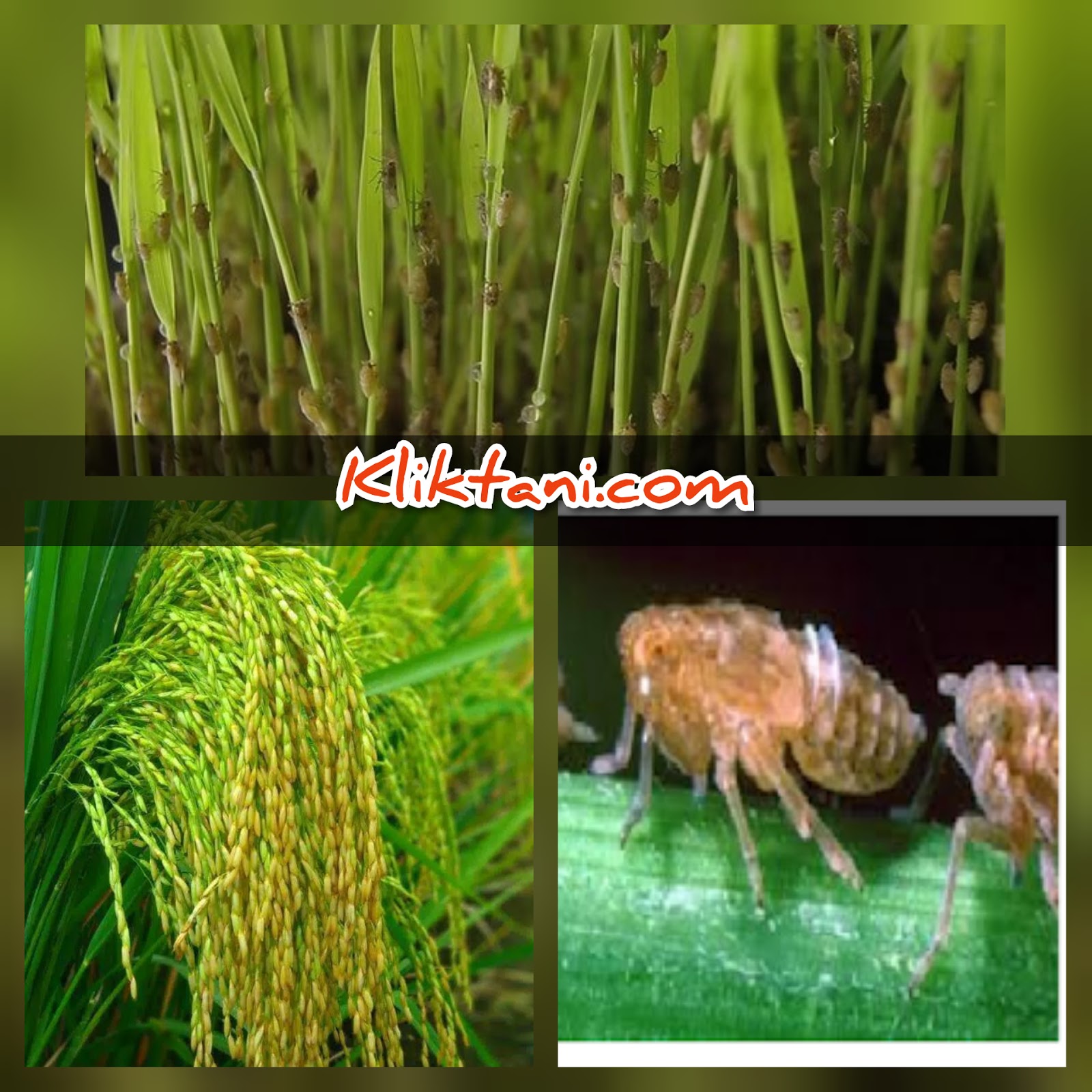 CARA TERBAIK! pengendalian hama wereng coklat pada padi sawah yang ...