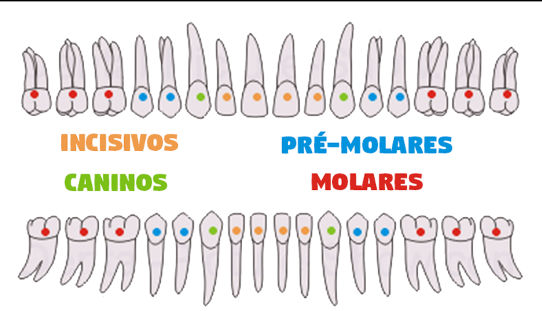 Quantos Dentes Uma Pessoa Adulta Tem em Boca? Qual o Nome dos Dentes ...