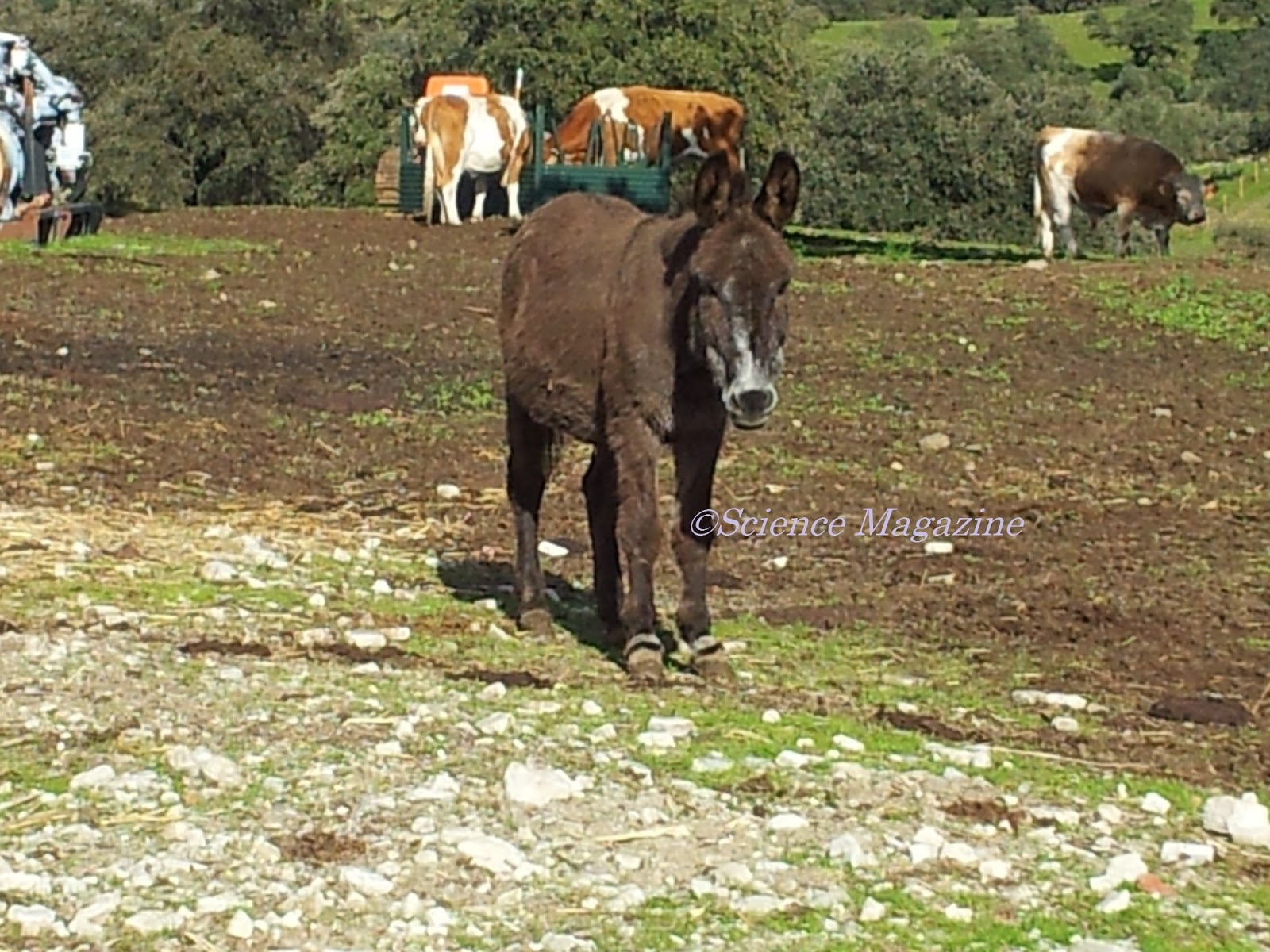 Science Magazine: Nature Spotting