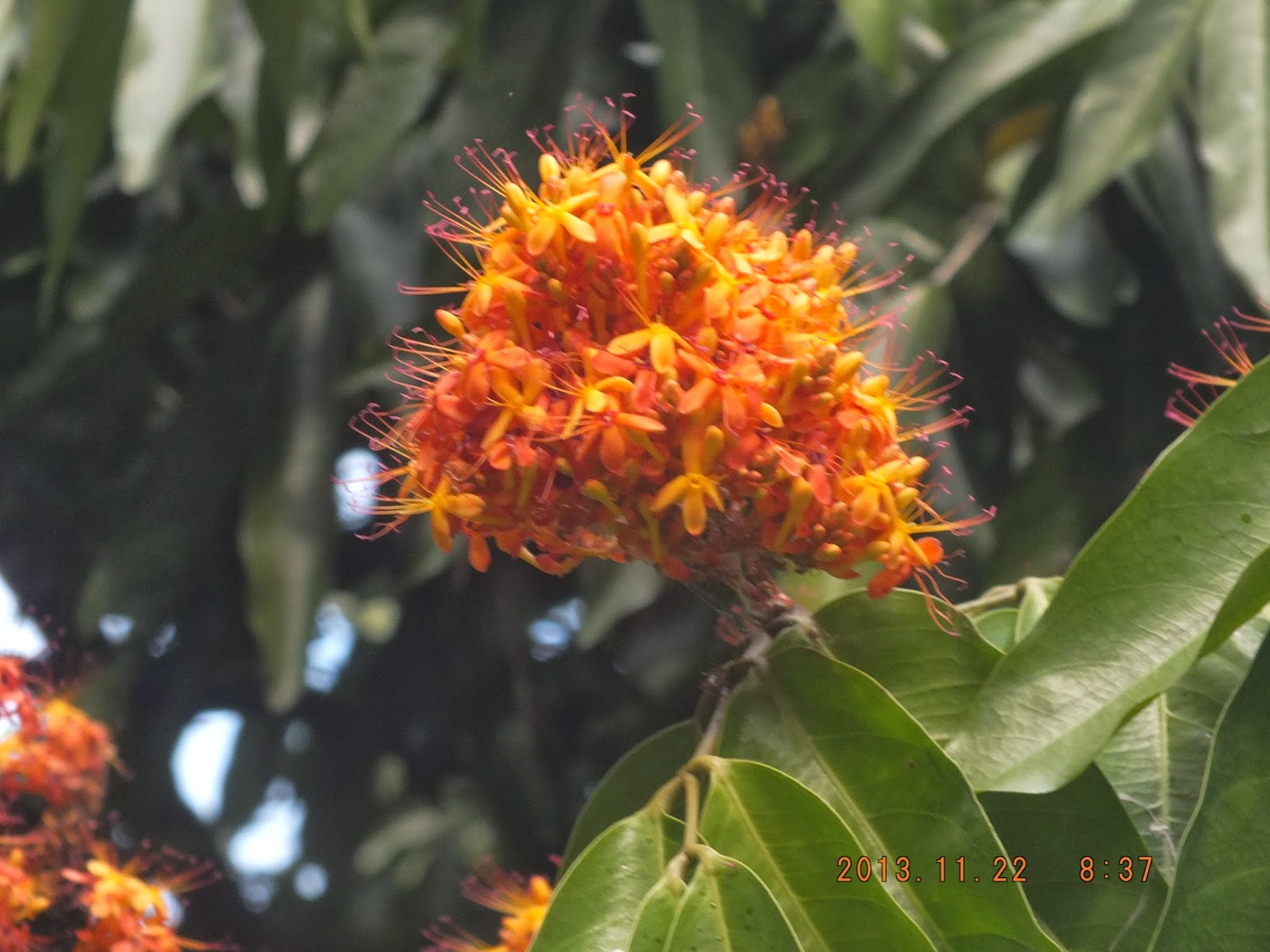 Photography with Dr. Ernie.: Saraca , Saraca asoca, Saraca indica