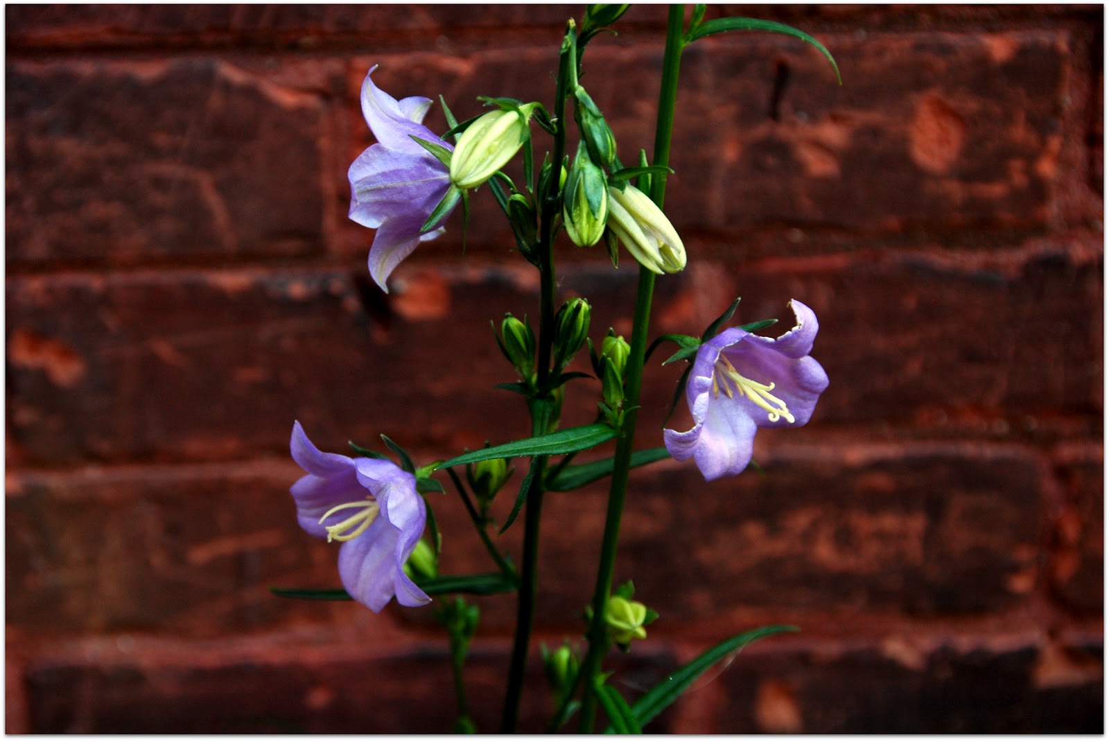 Amy's Garden: June 2012