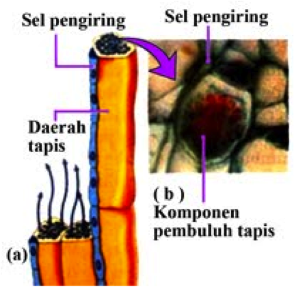 FIRST THINGS FIRST: JARINGAN DEWASA TUMBUHAN