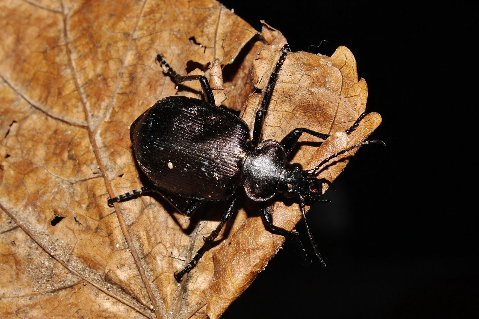 Biodiversity of Cyprus by NGO Protection of the Natural Heritage and ...