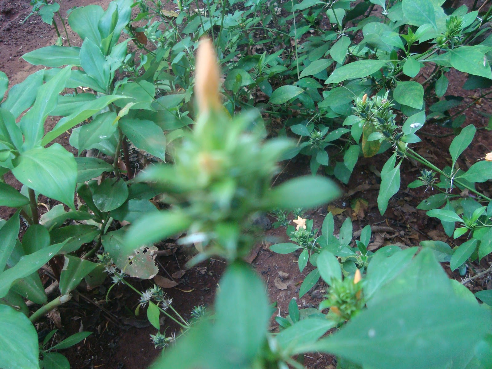 NATURAL PHOTOS AND WALLPAPERS: KAKITHA POO