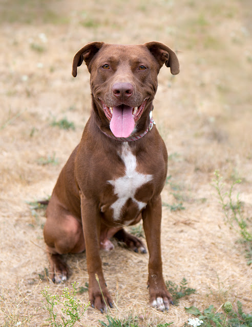 Shelter Dogs of Portland: "SMOKEY" Chocolate Lab mix knows sit, shake, come