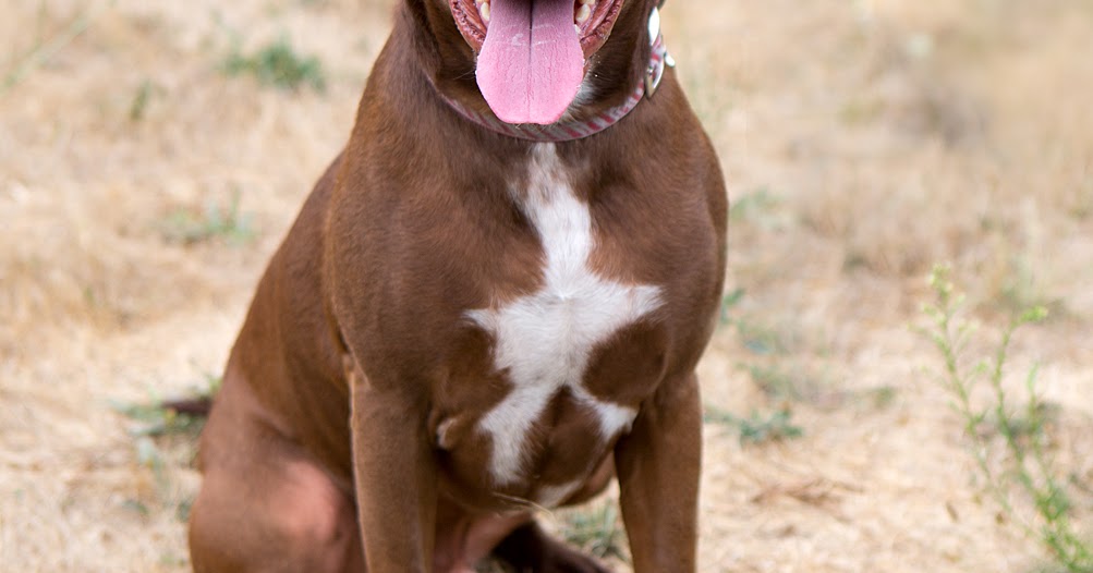 Shelter Dogs of Portland: "SMOKEY" Chocolate Lab mix knows sit, shake, come