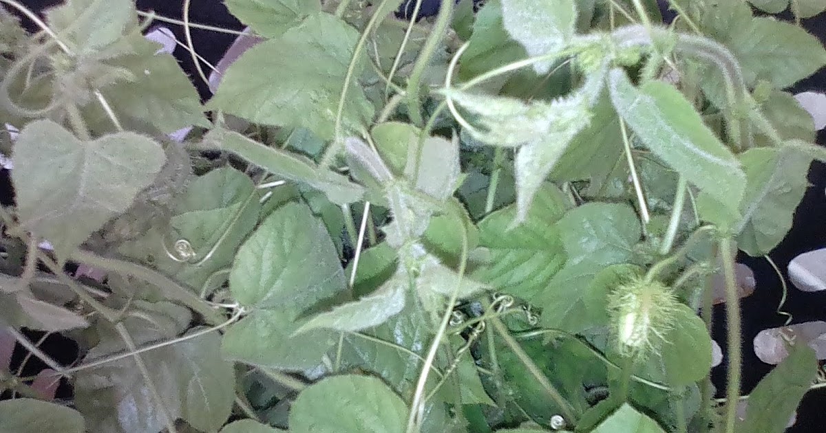 Diet Sihat: Pokok Ulat Bulu