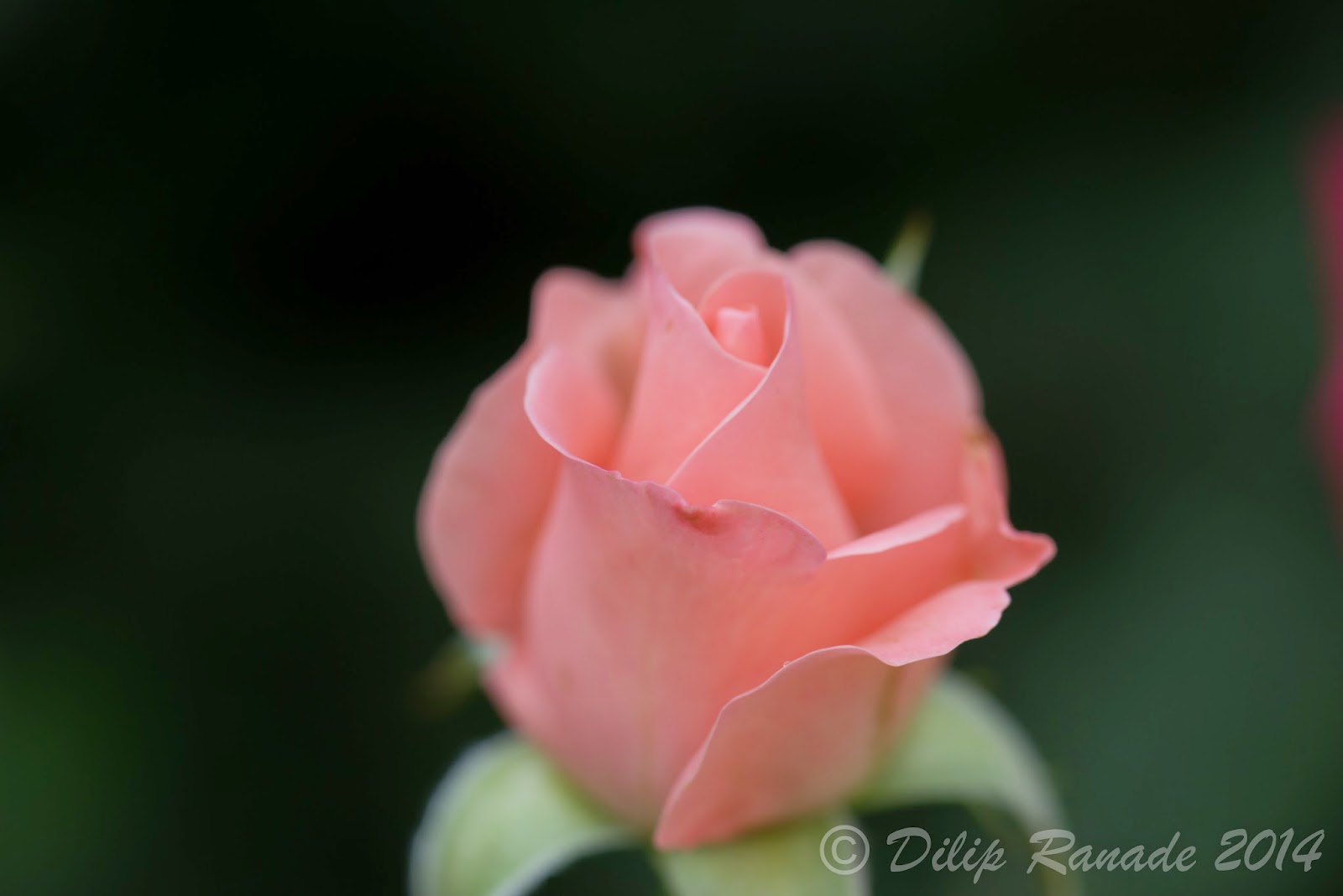 TheThirdEye: 10 tips for Photographing Flowers