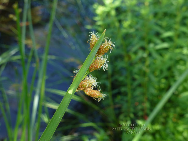 サンカクイ Triangular Club-rush-水元公園の生き物