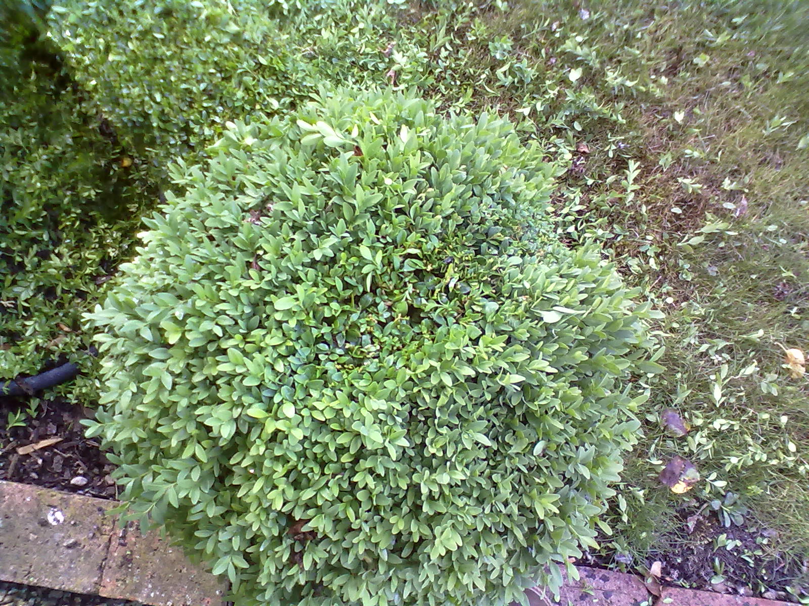 Rachel the Gardener: How to cut a Box ball