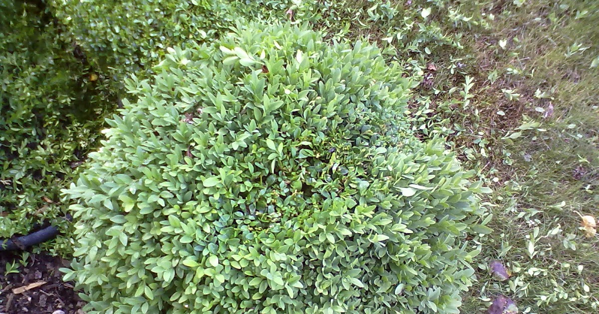 Rachel the Gardener: How to cut a Box ball